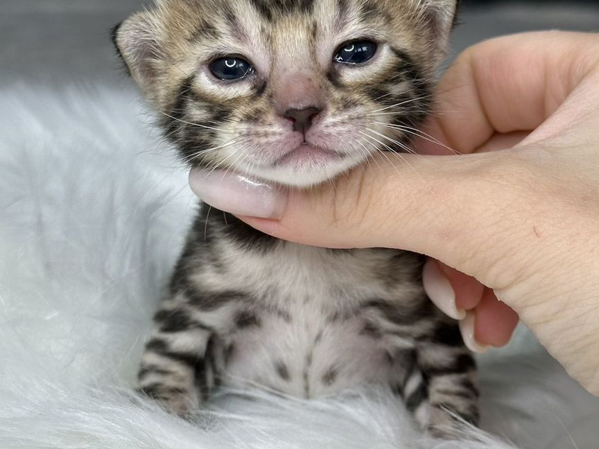 Девочка с документами