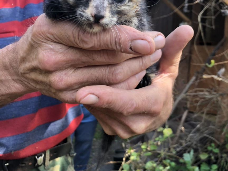 Трехцветный котенок