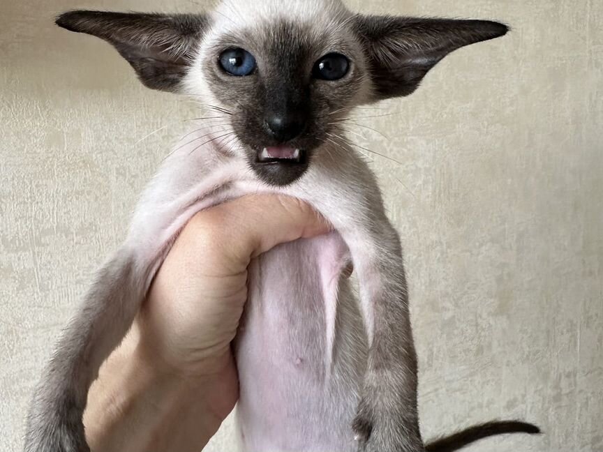 Ориентальные и сиамские котята экстрим