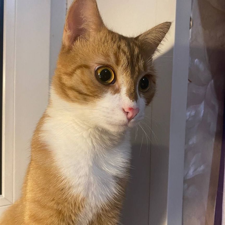 Обаятельный рыжий кот Пряник для опытных