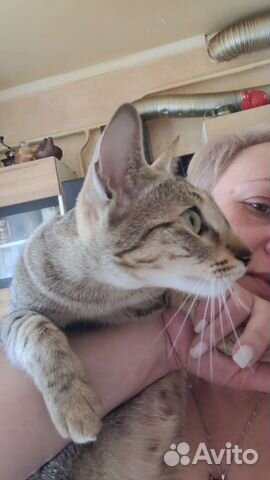 Кошка и ее сынок