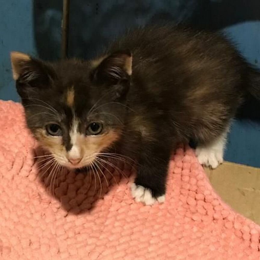Котенок в добрые руки