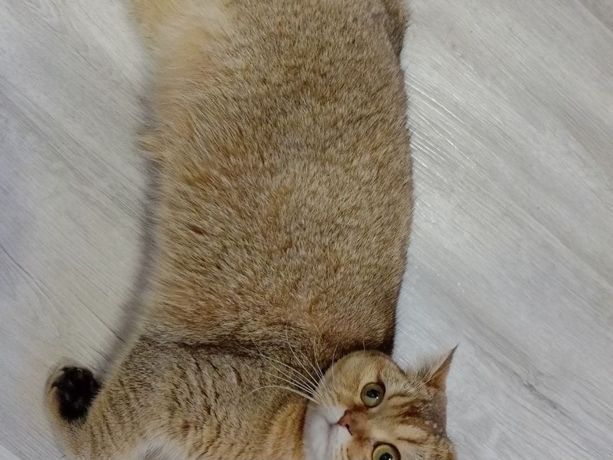 Вязка