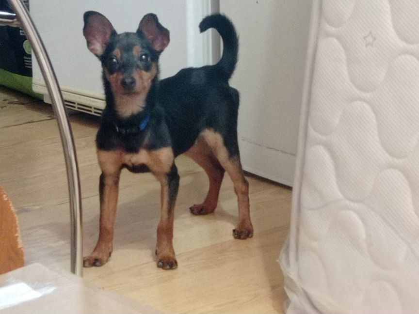 Найдена собака. Цверг пинчер