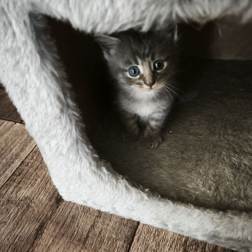 Бомбейский котёнок