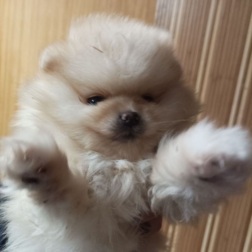 Померанский шпиц медвежьего типа