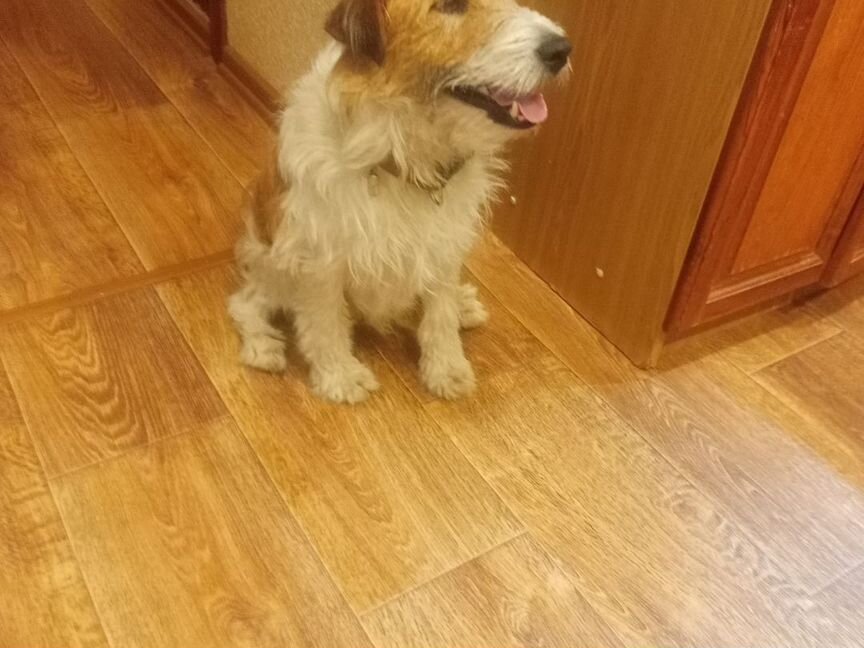 Фокстерьер жесткошерстный случка