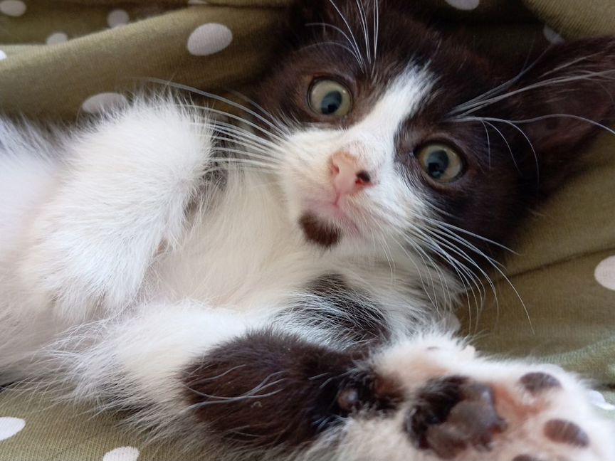 Очаровательный мурлыка