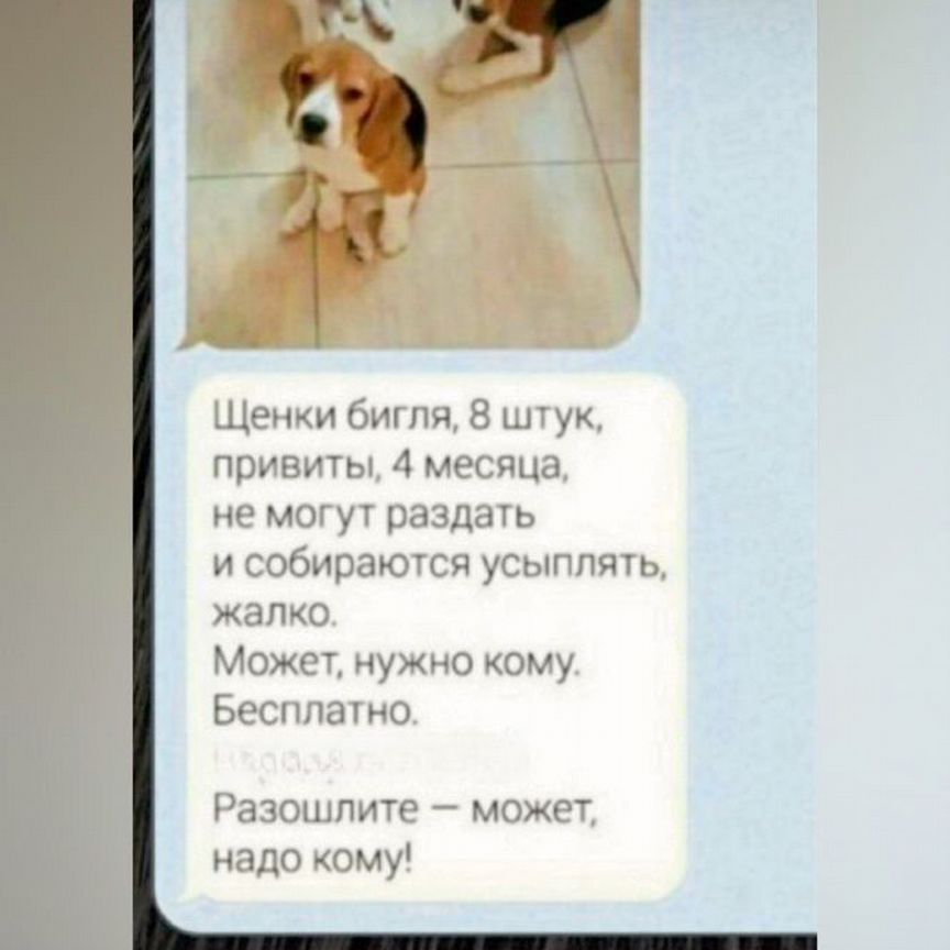 Щенки бигль бесплатно