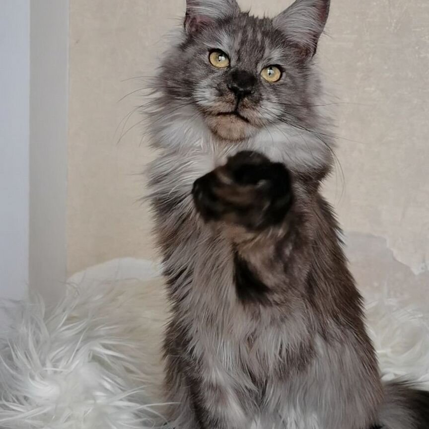 Котята мейн-кун