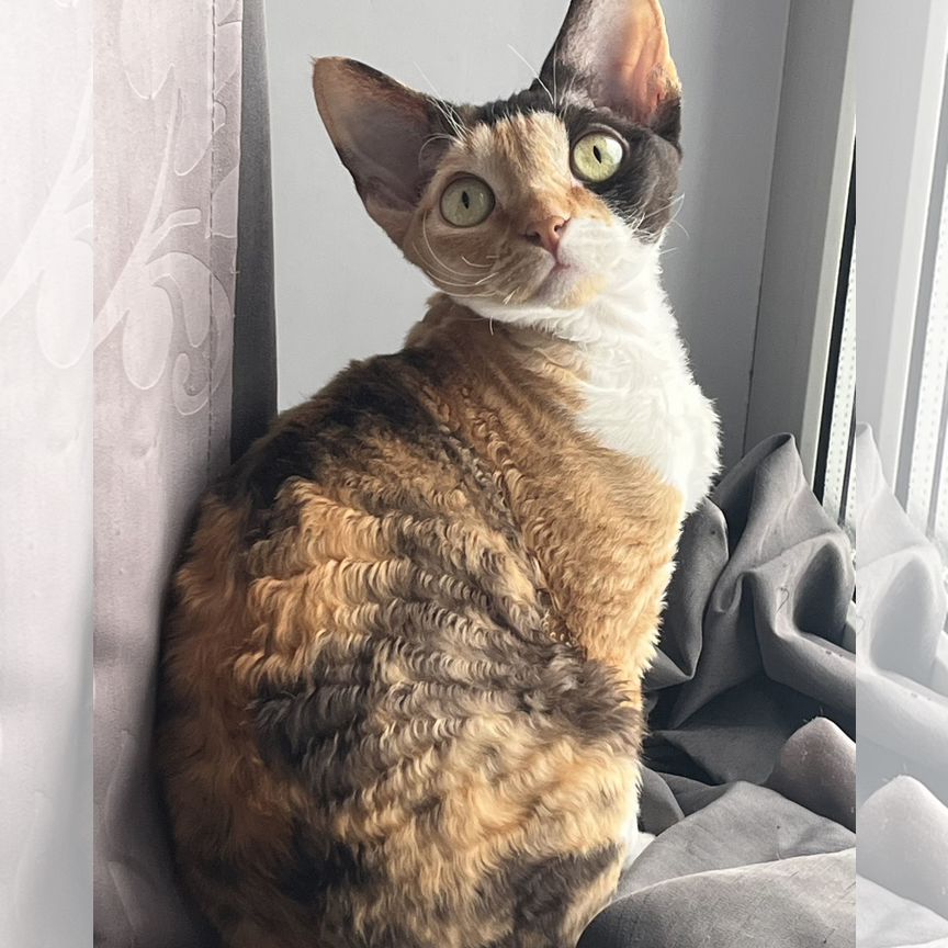 Девон-рекс котёнок