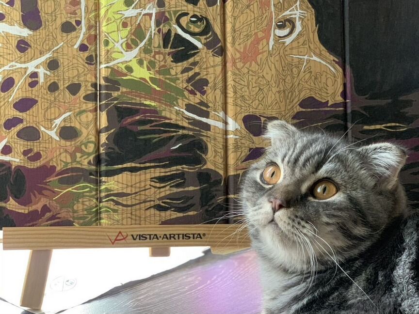 Шотландский кот на вязку