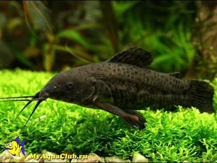 Сом таракатум 20 см