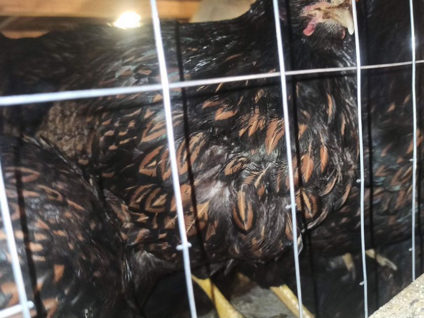 Продам ия породы Барневельдер