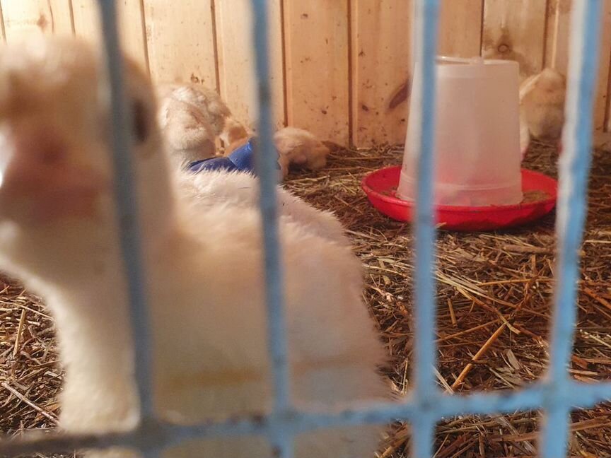 Индюки цыплята