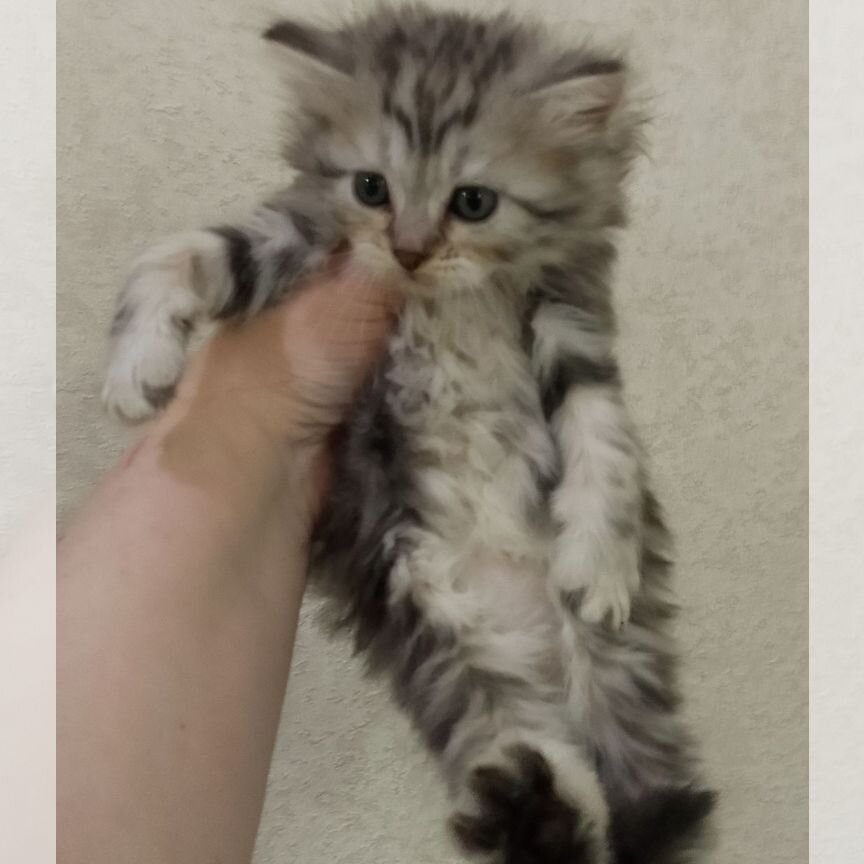 Сибирский котёнок