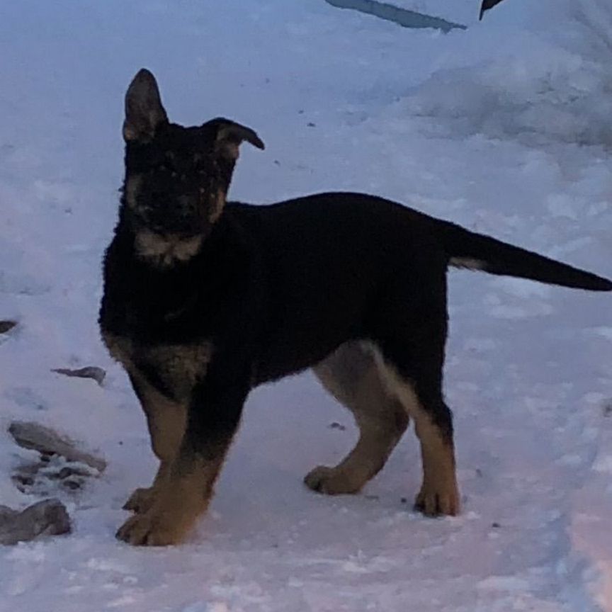 Собака немецкая овчарка