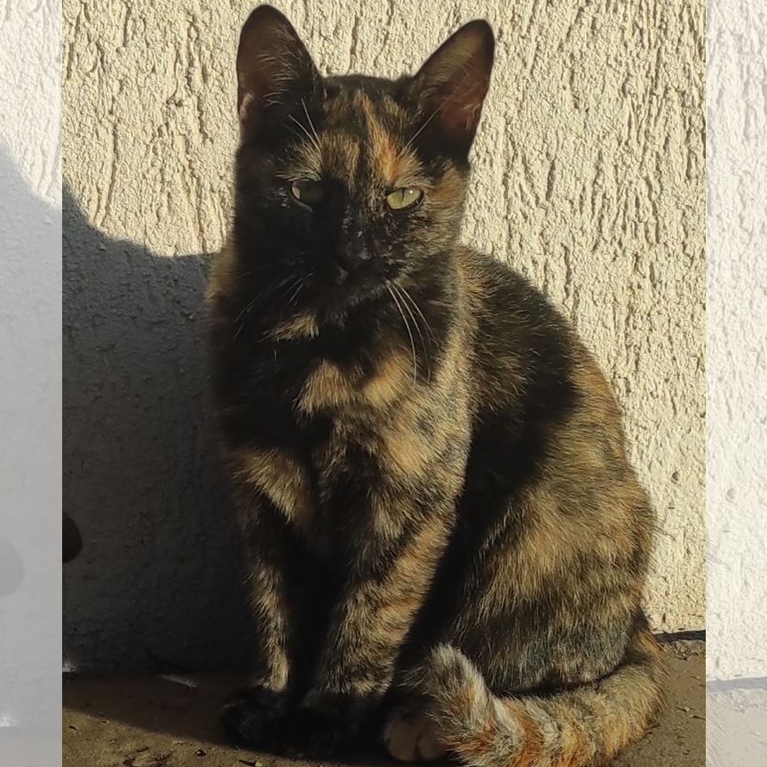 Котенок