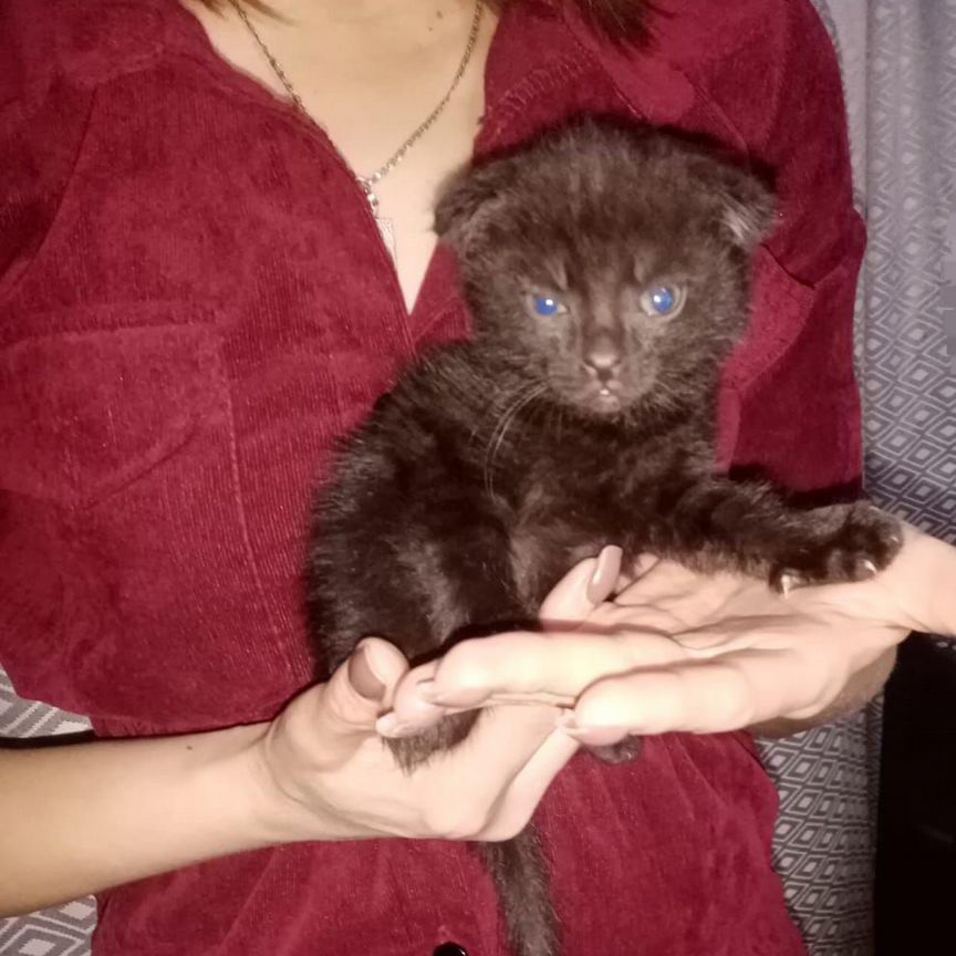 Котята в добрые руки бесплатно