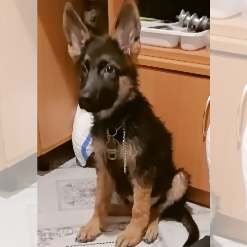 Немецкая овчарка, щенок