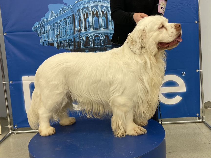 Кламбер Лаврентий