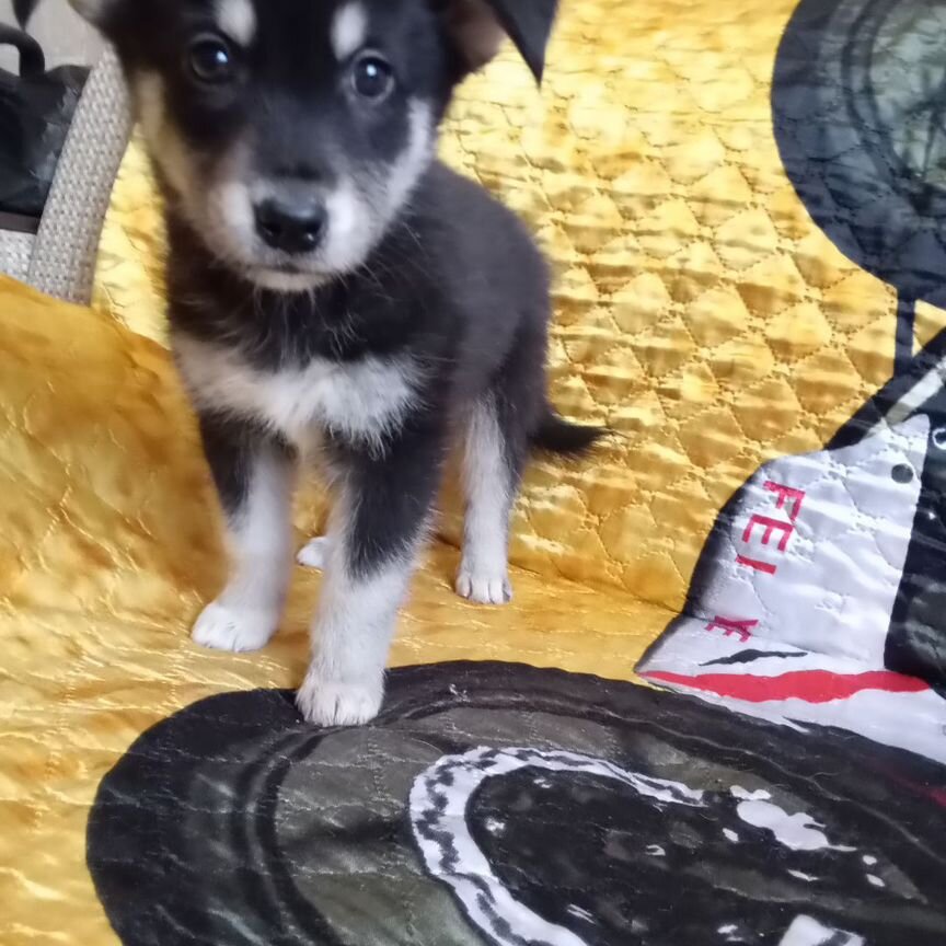 Щенок мальчик в добрые руки