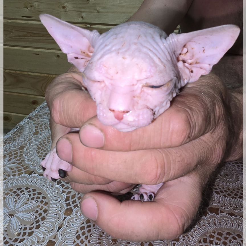 Канадский сфинкс котёнок