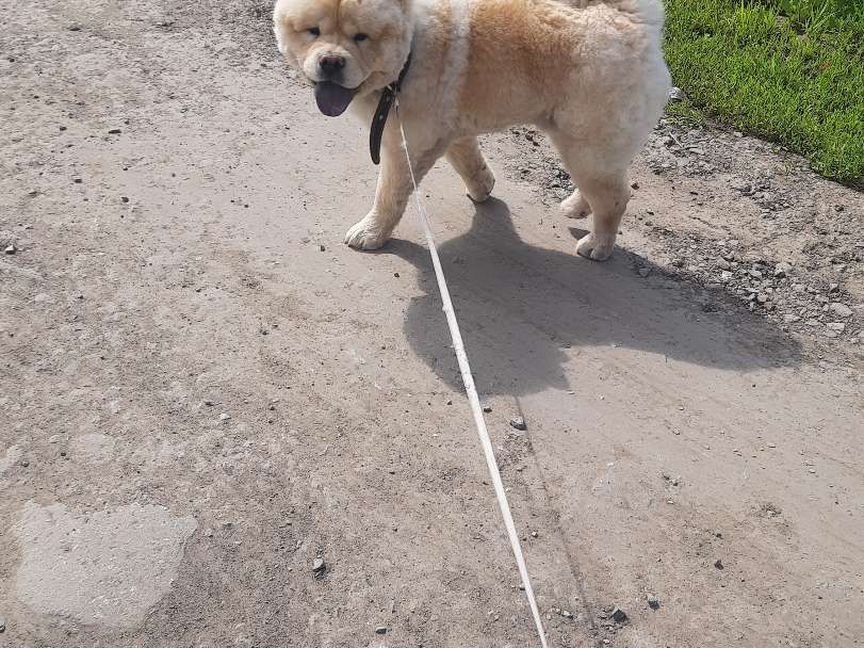 Чау-чау вязка