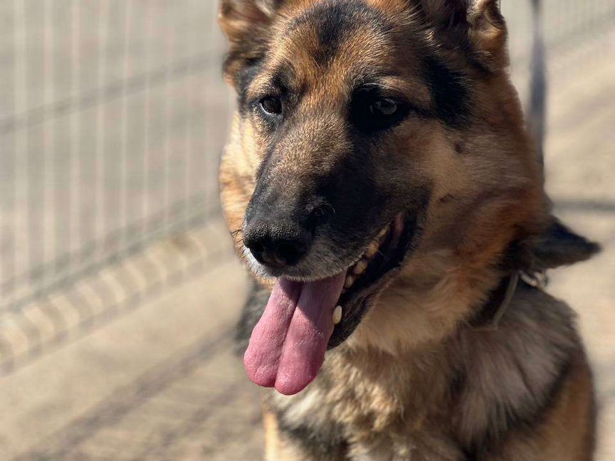 Собака в добрые руки