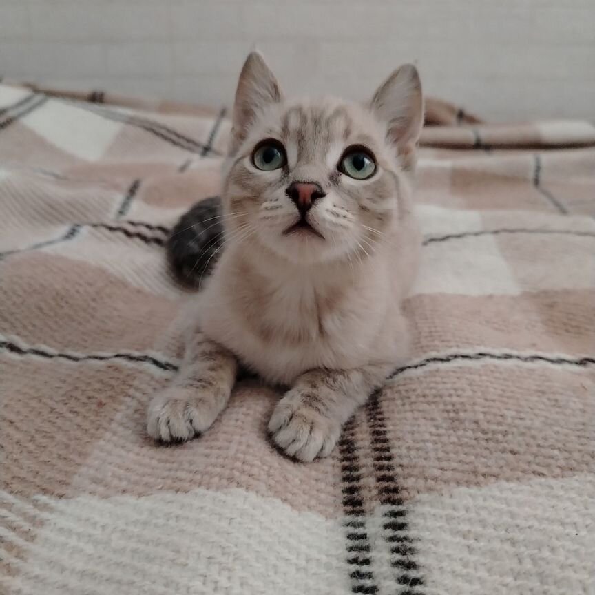 Котёнок снежный бенгал (метис)