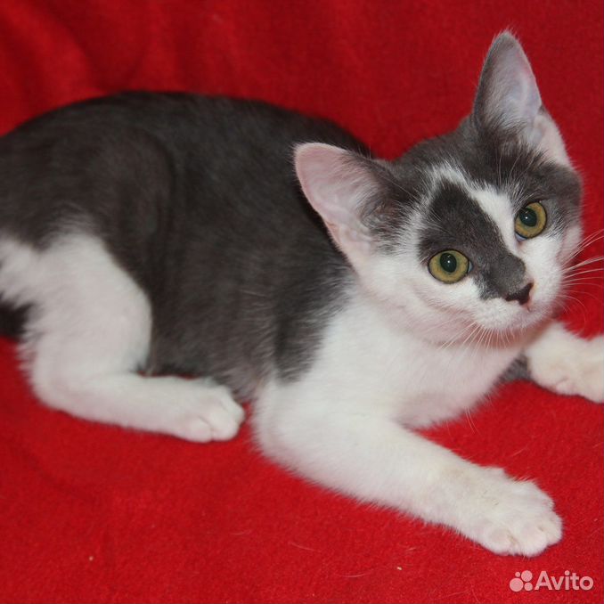 Котенку негде жить