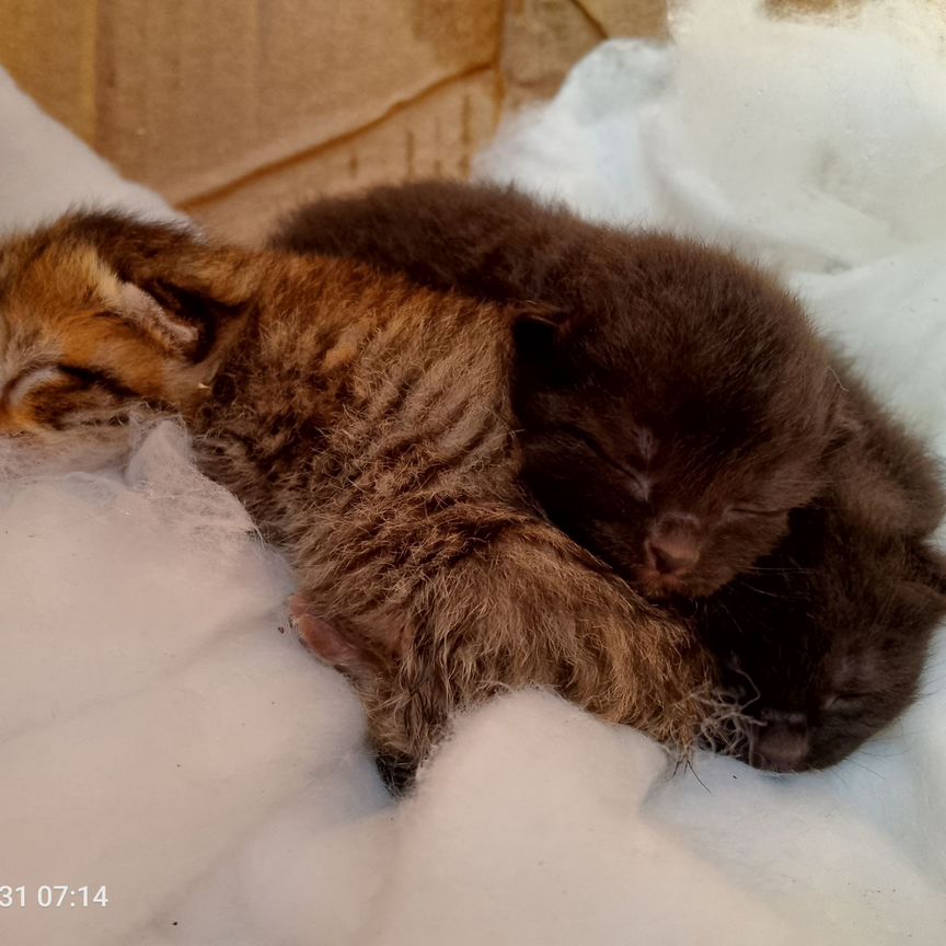 Кошки