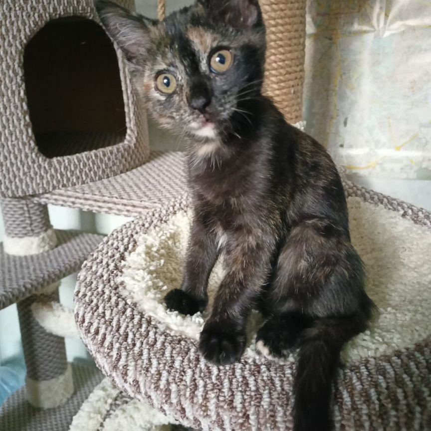 Котенок в добрые руки