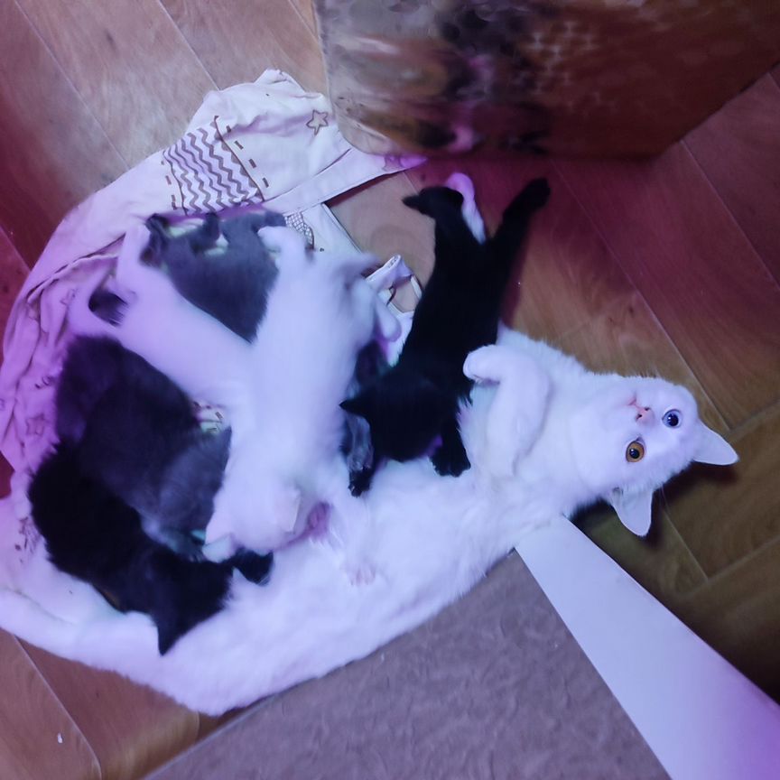 Котята