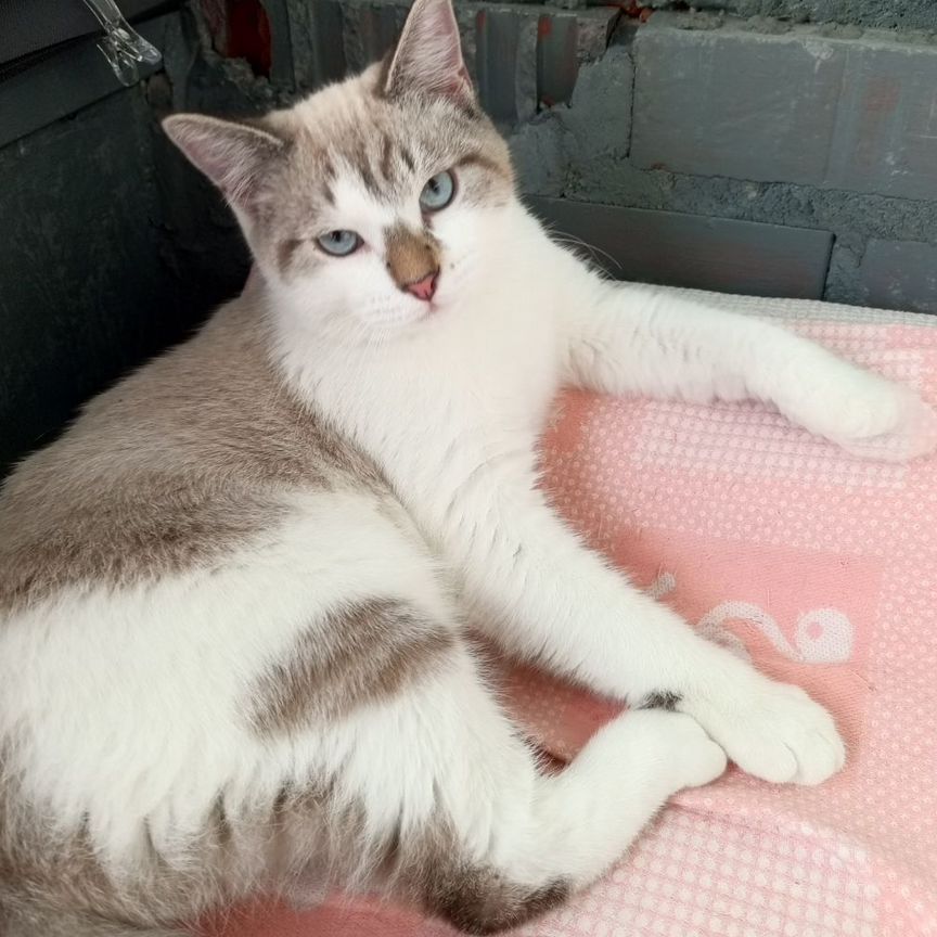 Взрослый кот в добрые руки