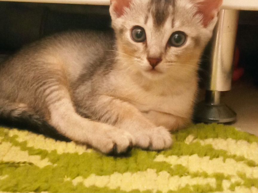 Котёнок метис