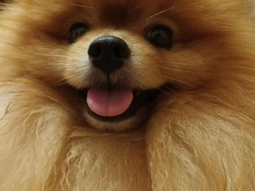 Шпиц