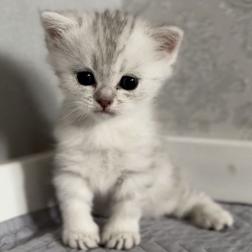 Шотландская прямоухая котята