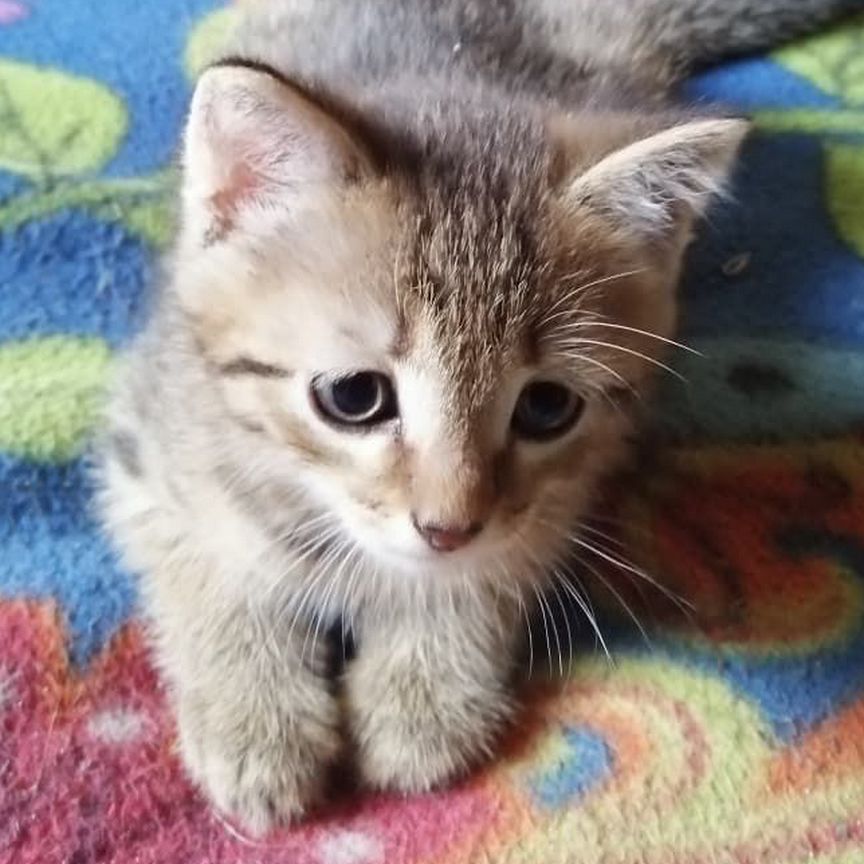 Котенок