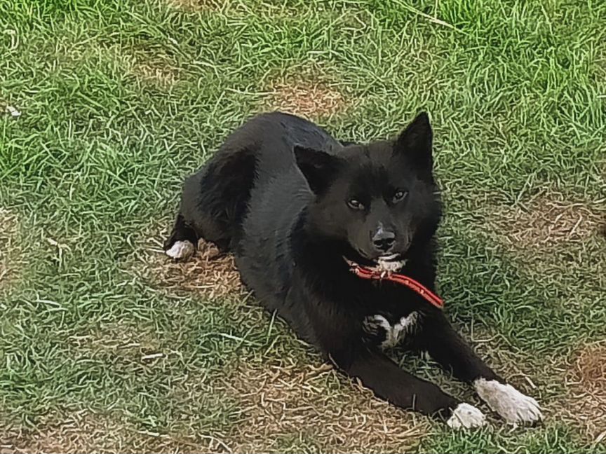 Собака в добрые руки