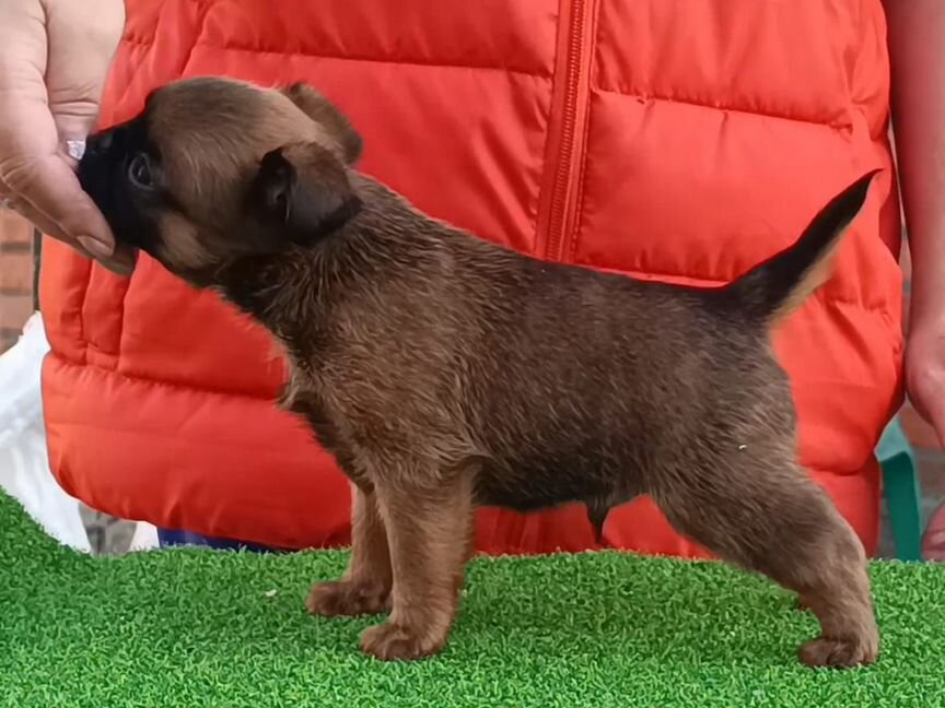 Щенки пти брабансона