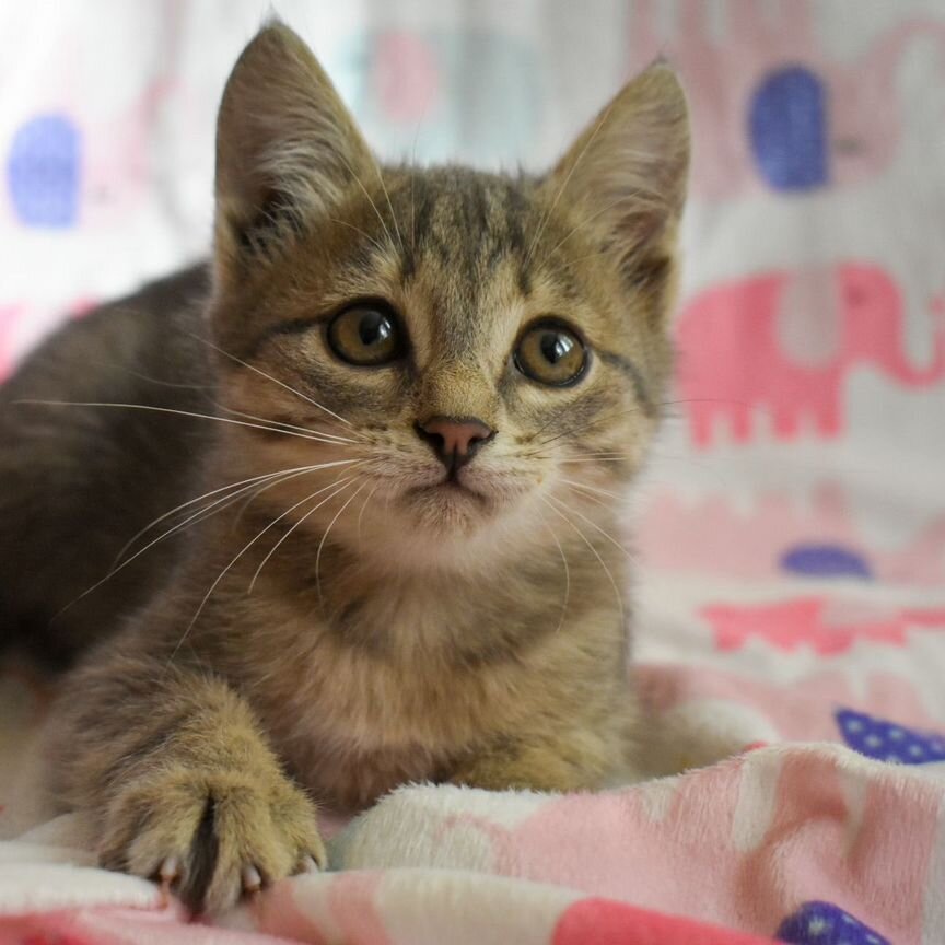 Котенок девочка 3 месяца