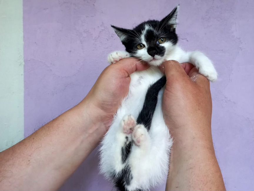 Котёнок девочка Машенька