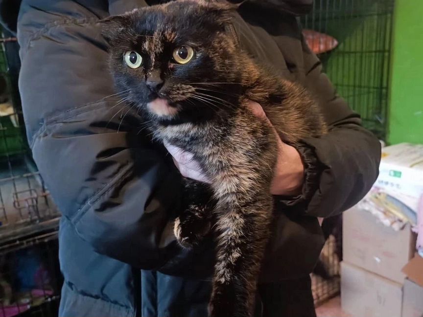 Трехцветная вислоушка из приюта
