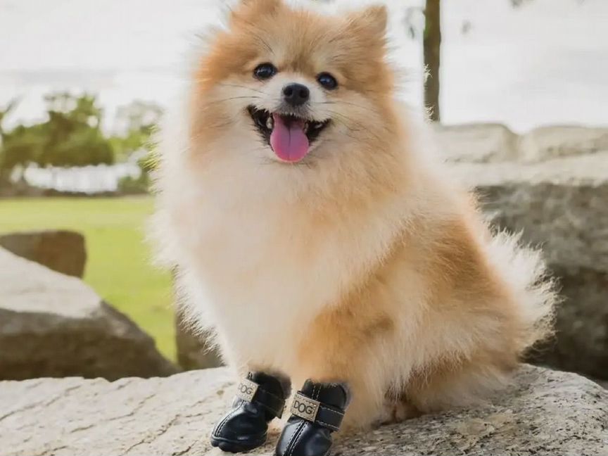 Ботинки для собак Arnydog DOG, 4# (5,5 см)