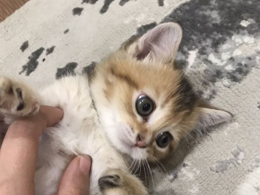 Шотланский котенок