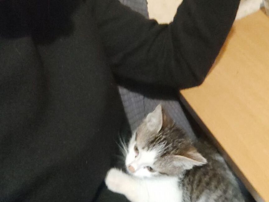 Кошки в добрые руки бесплатно