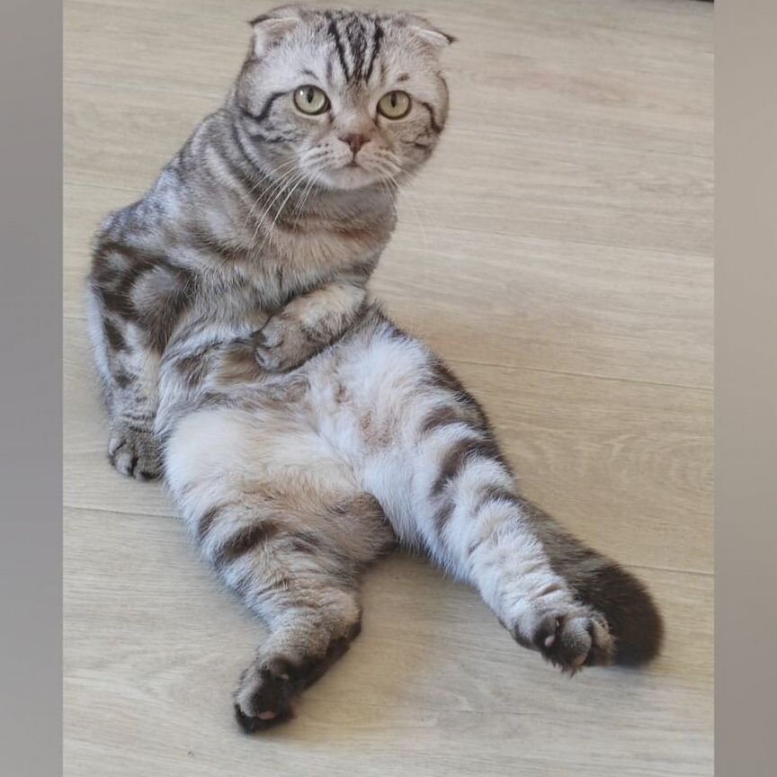 Шотландский кот вязка
