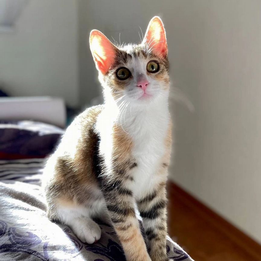 Кошечка подросток ищет дом