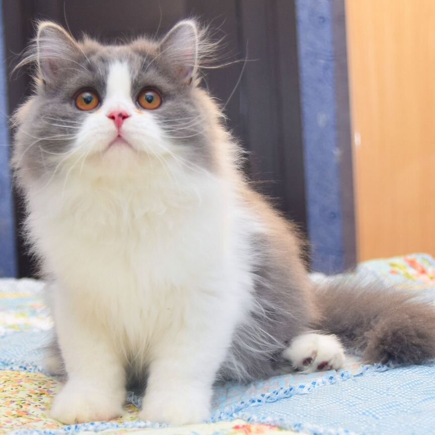 Британский длинношёрстный котёнок